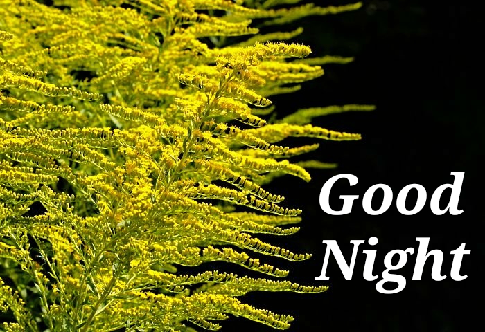 Top 10 Good Night Pictures, Images, greeting ,Photos for Whatsapp ...