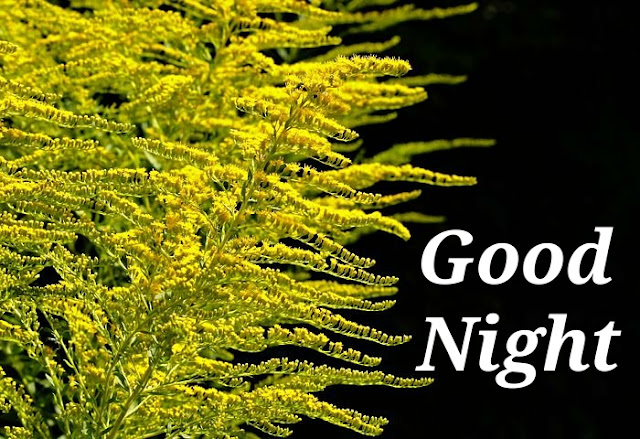 Top 10 Good Night Pictures, Images, greeting ,Photos for Whatsapp ...