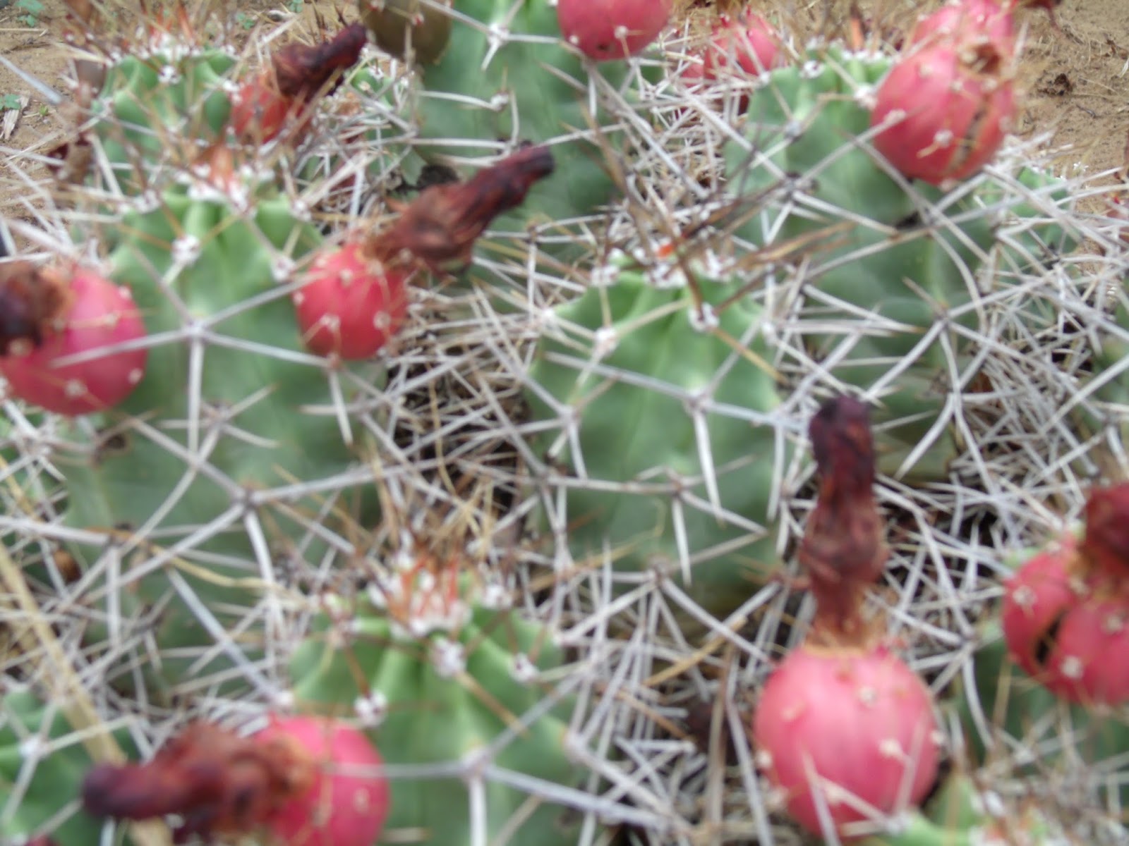 Tumbleweed Crossing: Cactus Fruit