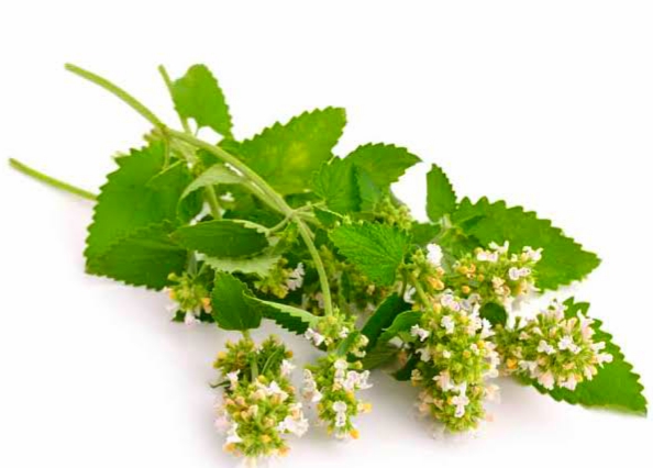 Manfaat Tanaman Catnip Sebagai Insektisida dan Obat Nyamuk - Sains Pedia