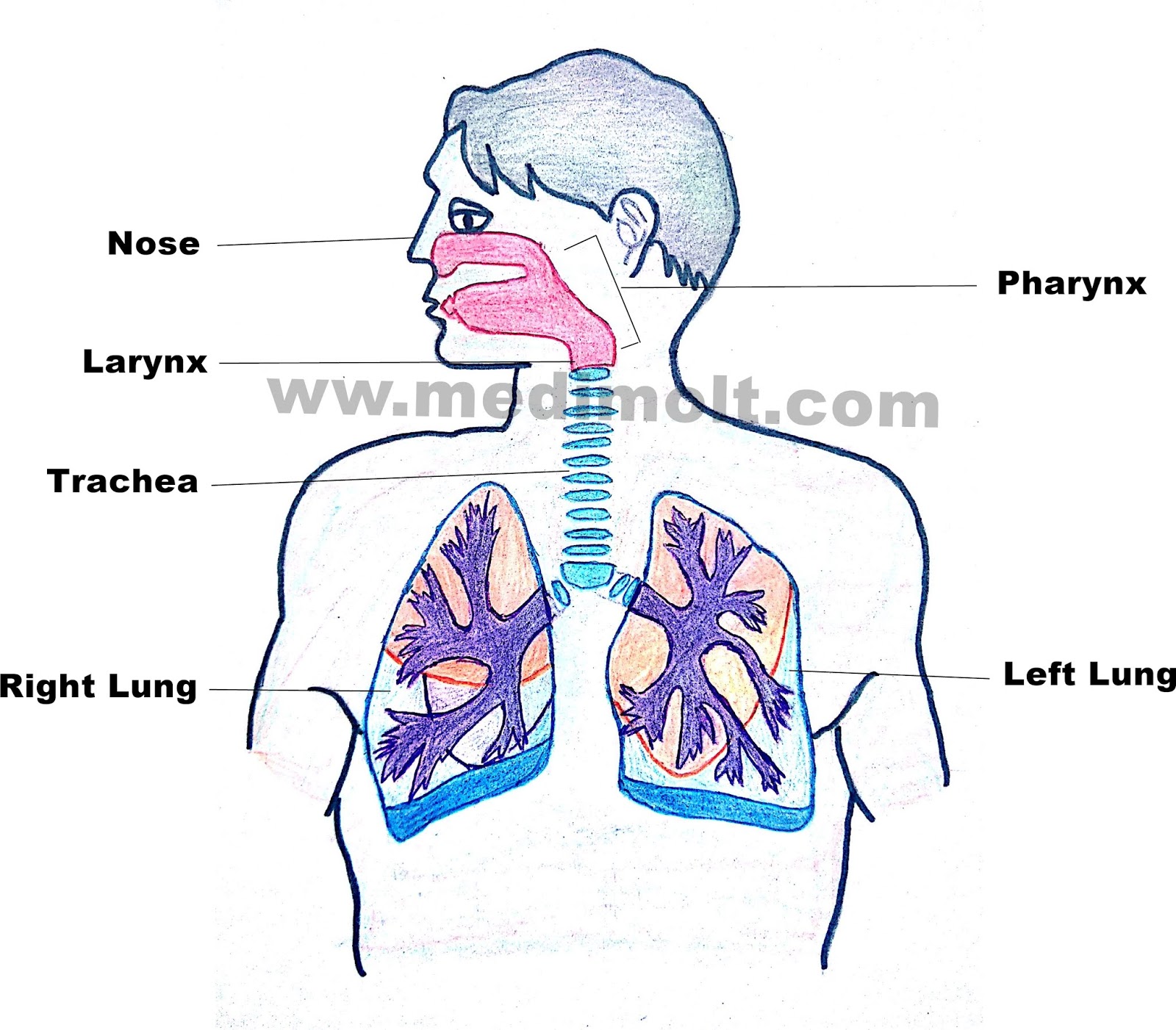 Human Respiratory System Organs Structure And Function MediMolt human-respiratory-system-organs-structure-and-function-medimolt