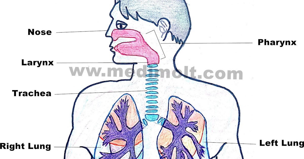 Human Respiratory System Organs Structure and Function ~ MediMolt