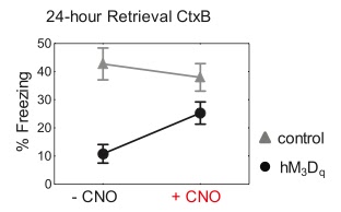 NeuN: Generation of a synaptic memory trace- Mayford- 2012