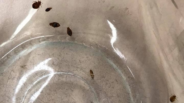 .: Thoughts on Insects in a Glass Jar