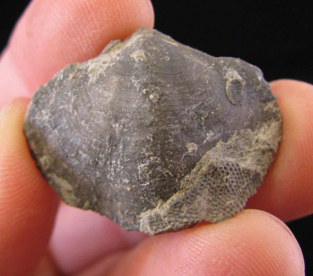 Views of the Mahantango: Athyris amanshauseri brachiopod from Sötenich ...