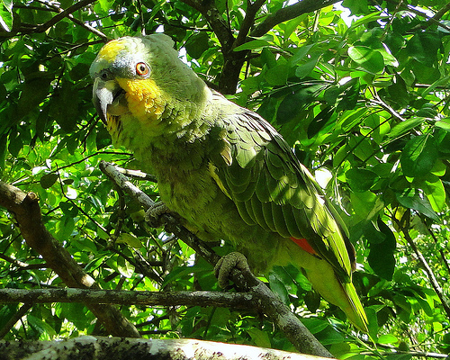 eLumaren Kilima: Descripción Mi loro