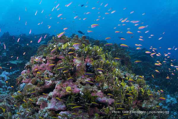 Phoenix Islands Blog