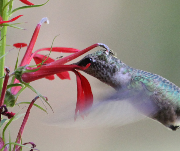 Vickie Henderson Art: Hummingbirds, Pollination and Knoxville's ...