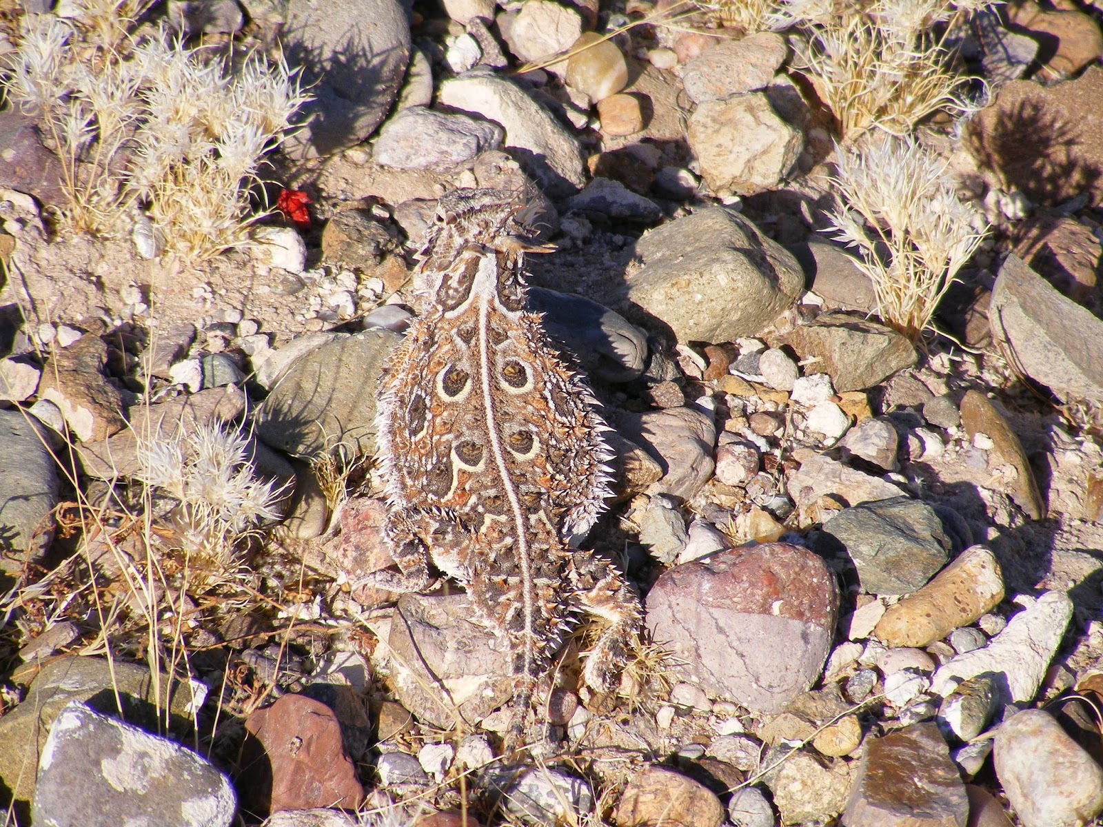 Desert Packrat: Critters of the Desert