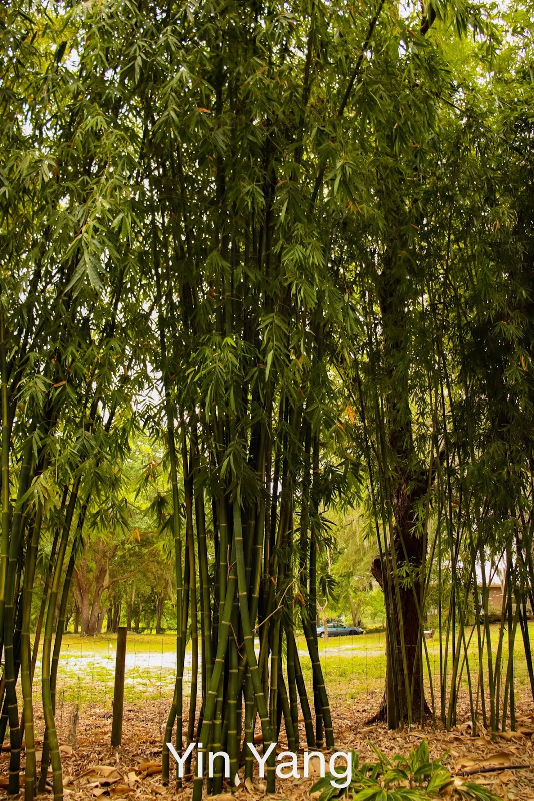 Welcome | Bamboo from Florida for Privacy & Beauty. Fast-Growing, Non ...