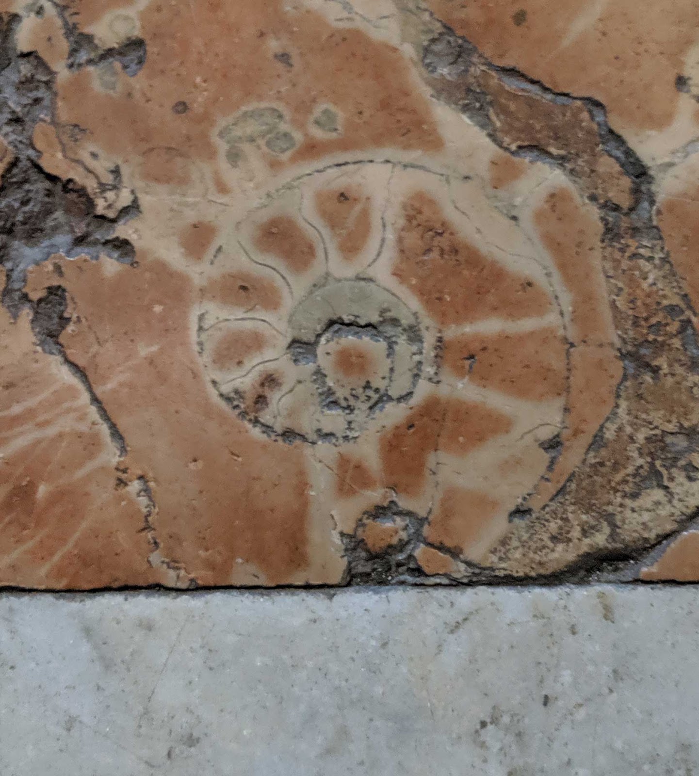 Louisville Fossils and Beyond: Fossils at St. Peter's Basilica in Rome!