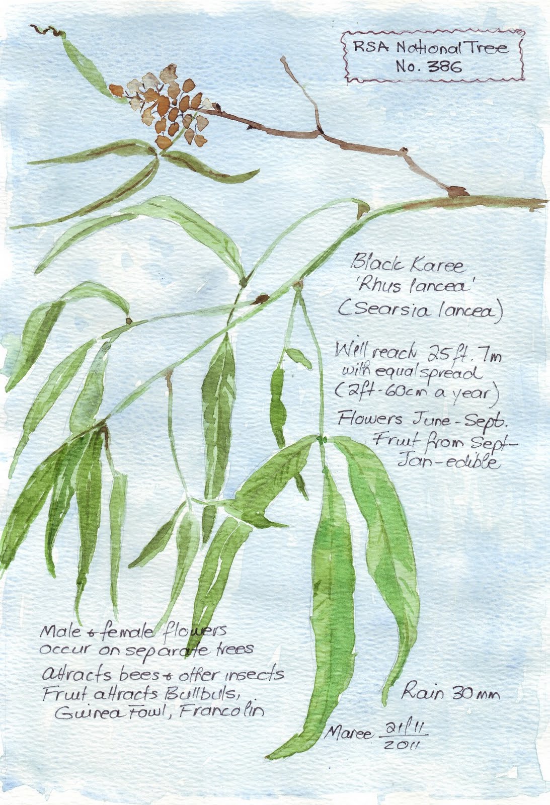 Sketching in Nature: Rhus lancea - Maree