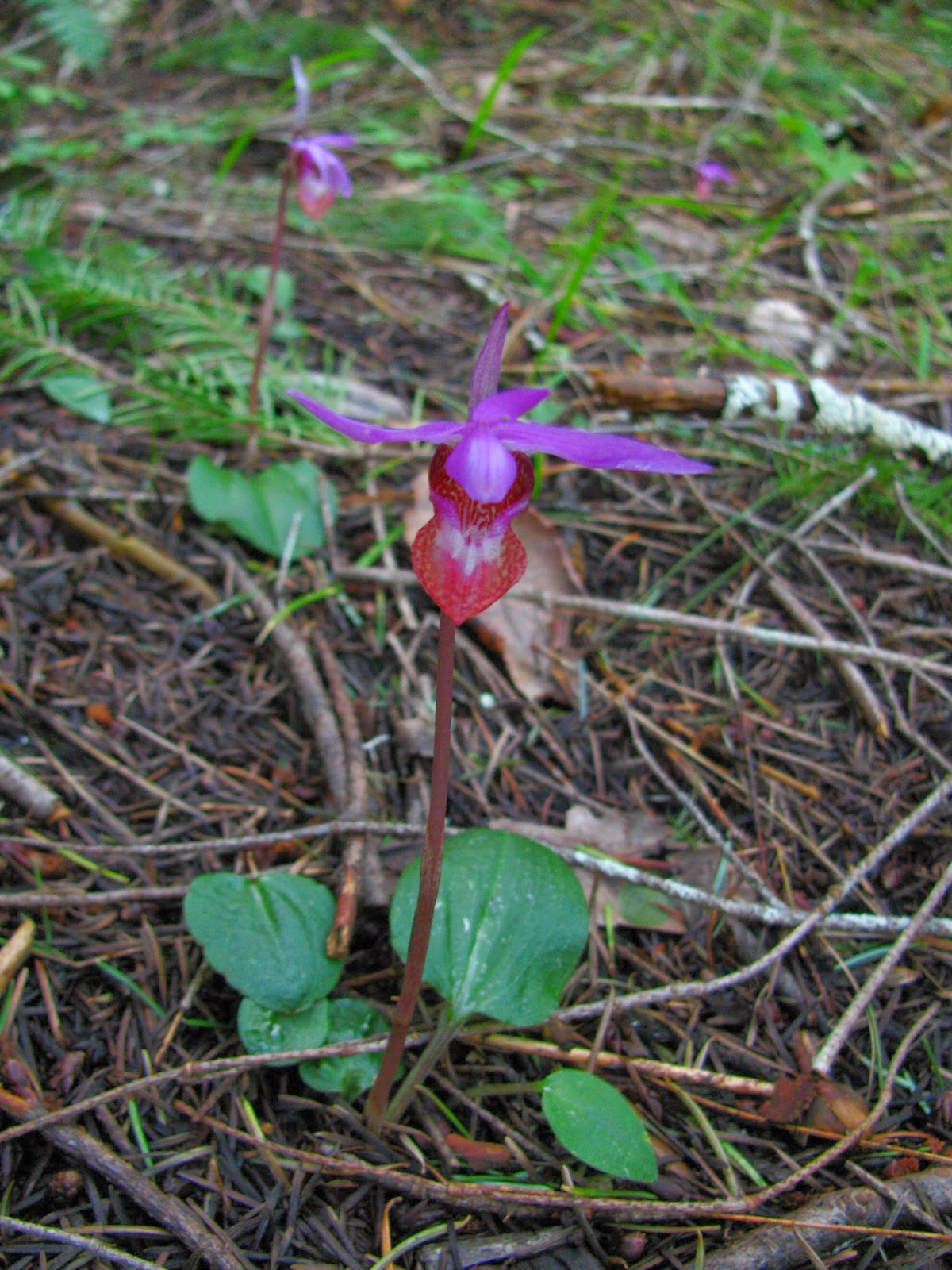 Exploring Wild California: Calypso Orchids