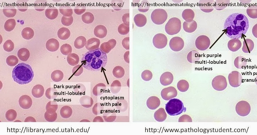Haematology In A Nutshell Polymorphonuclear Segmented Neutrophils