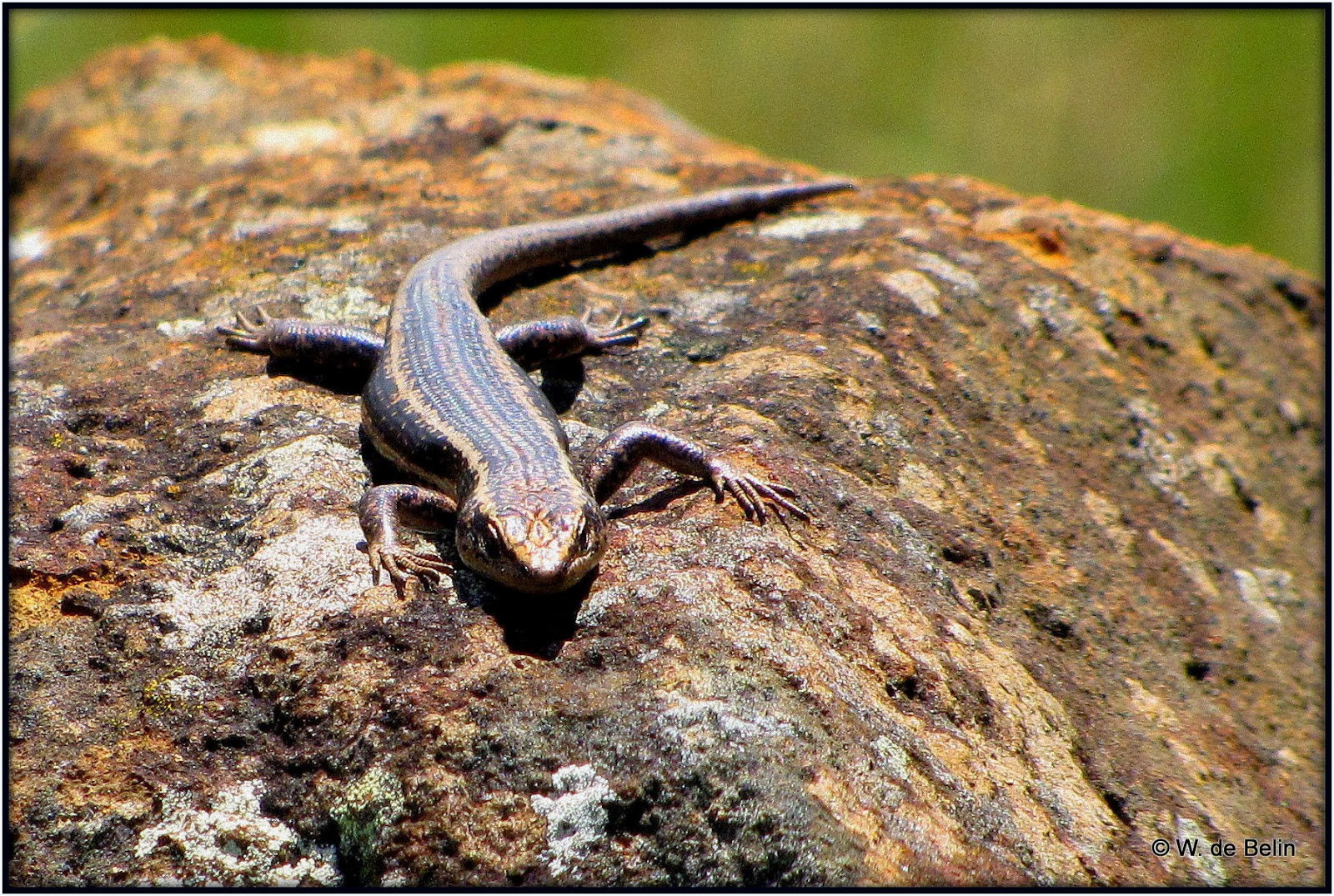 Flora Friday in Oz: Kirkland Rd East Kangaloon. Near Robertson.