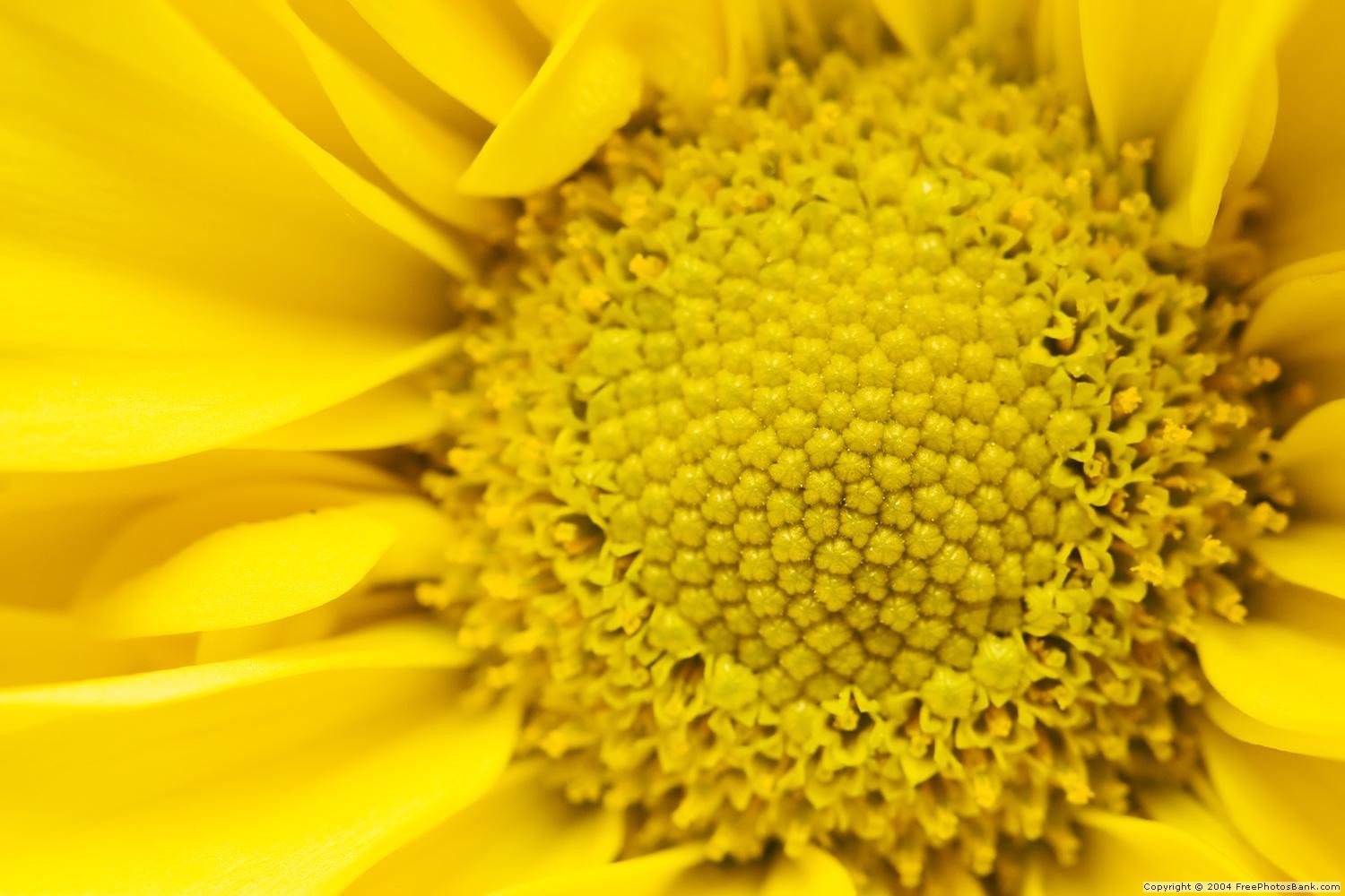 Colori primari: giallo