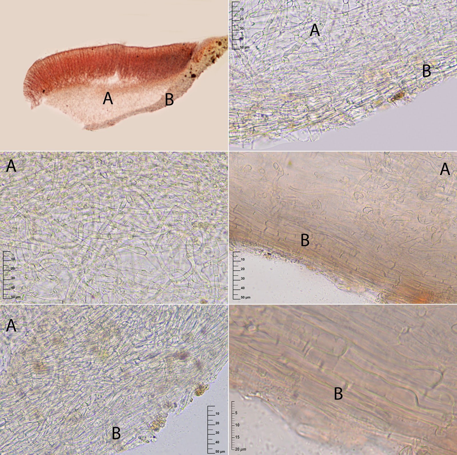 Sarcoscypha macaronesica Baral & Korf • CEMAS