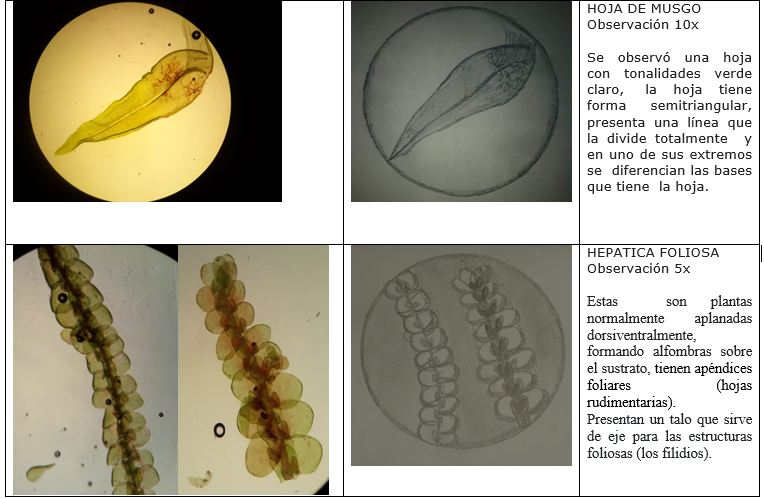 Informe Biología Vegetal I: INFORME N° 4.