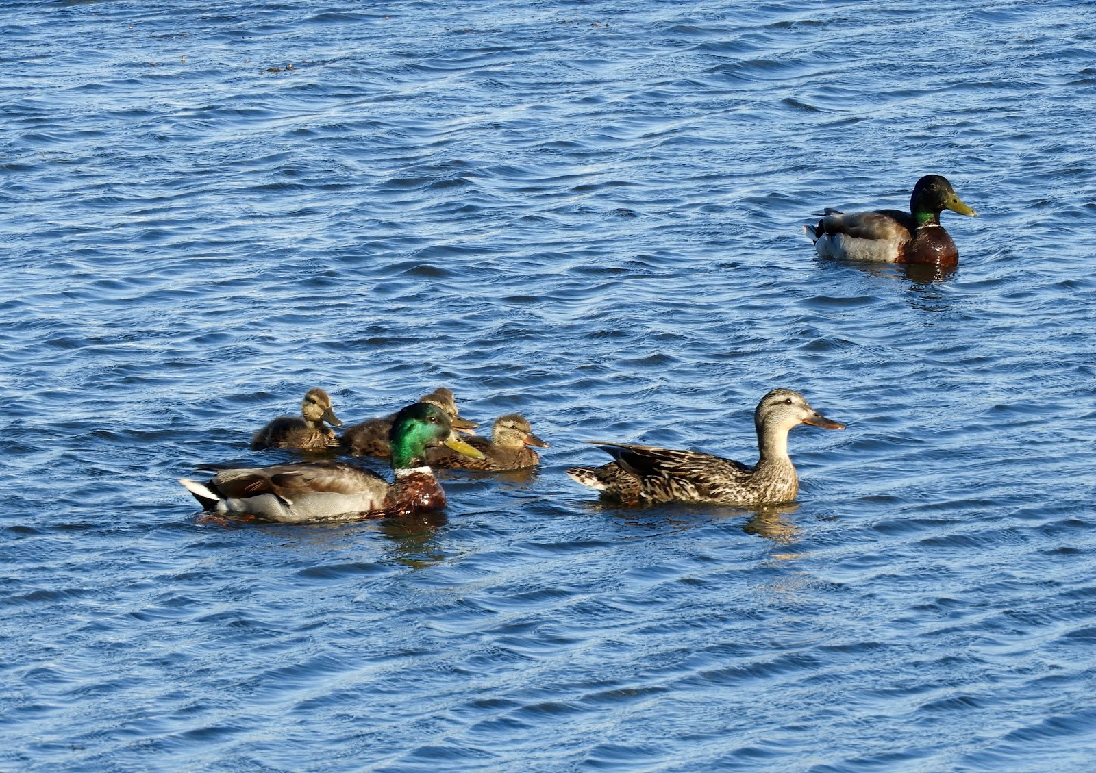 It's All About Purple: Ducklings And Other Things