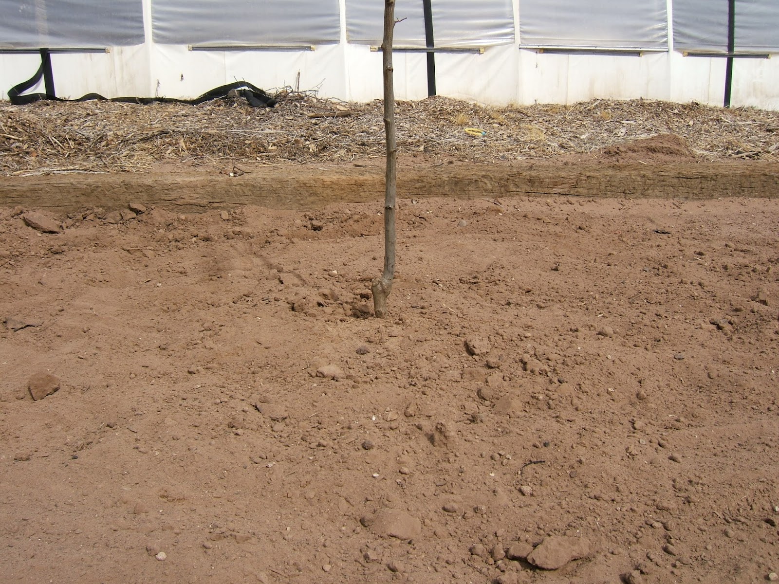 Grafted Fruit Tree Planting Part 2: Plant Your Tree!