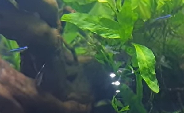 How To Breed Long Fin White Cloud Minnows in Bowl