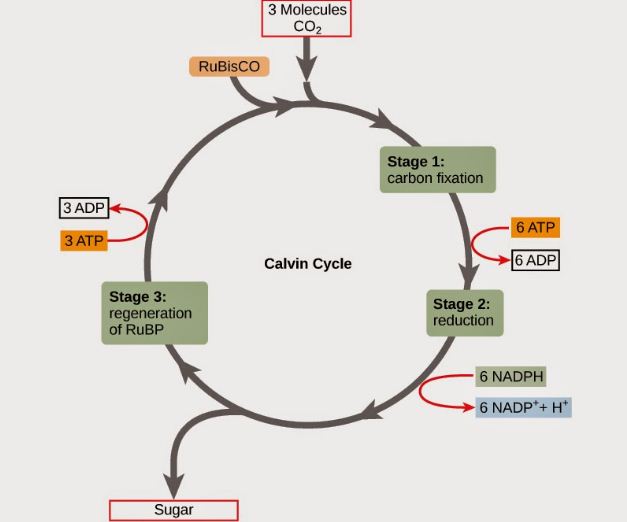 Berikut ini adalah proses-proses yang terjadi pada fotosintesis: (1 ...