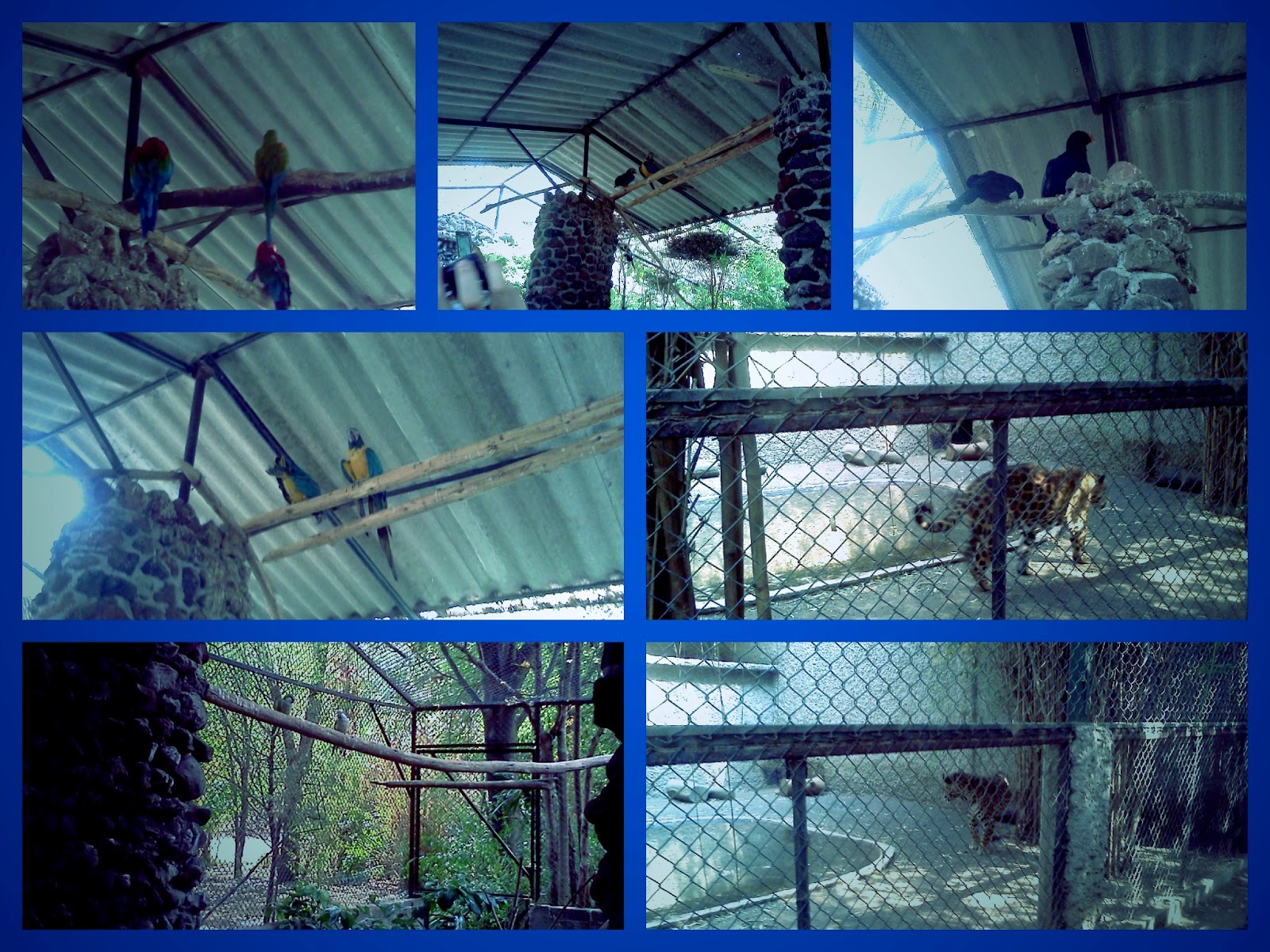 Frida Daniela Ramírez Biología IV 618: Aviario: "El Nido"