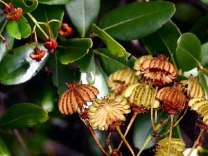 Manash (Subhaditya Edusoft): Seychelles : May Be the Garden of Eden of ...