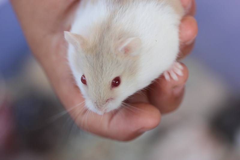 Campbell Mottled Argente ( Hamster Gallery ) | Jual Peralatan ...