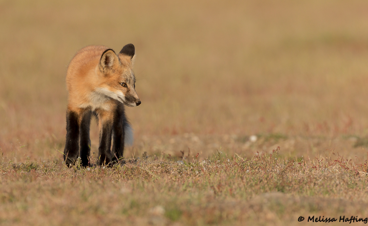 A magical day spent with some Red Foxes and their kits