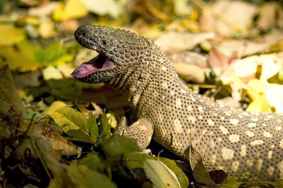 Mexican Beaded Lizard - Reptiles World