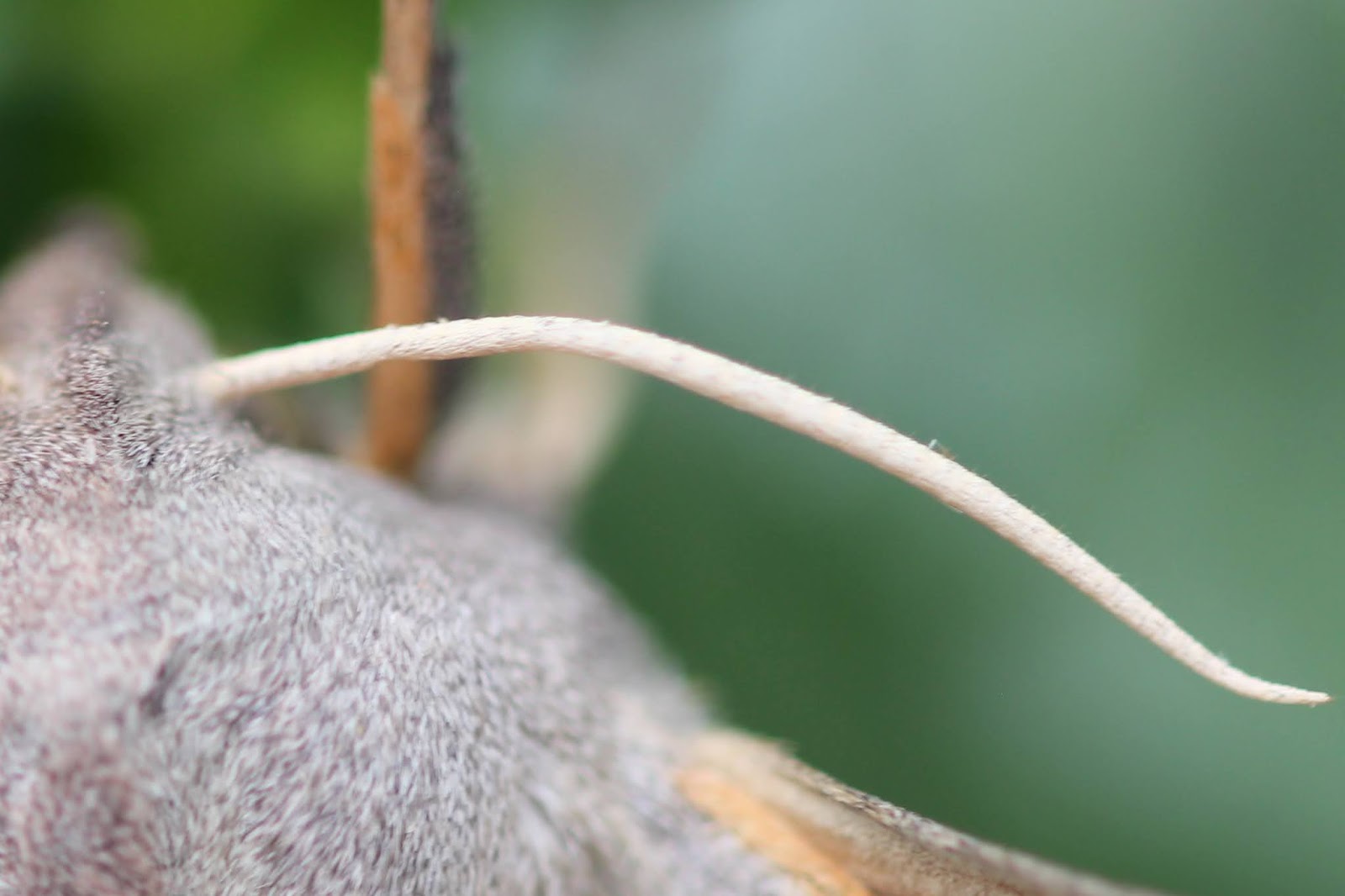 Hereford and Worcester Moths: A Bilateral Gynandromorph