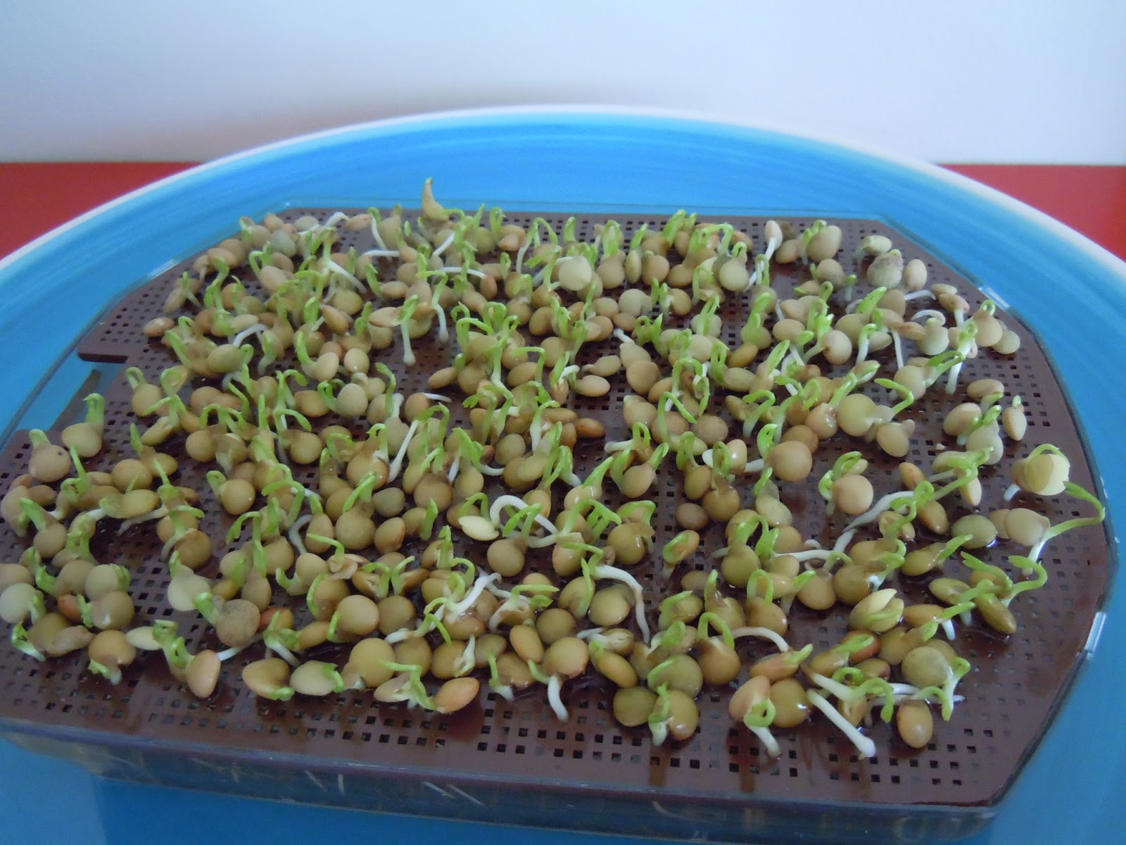 "Pal vientre, todo lo que entre": Cultiva tus propios brotes =)