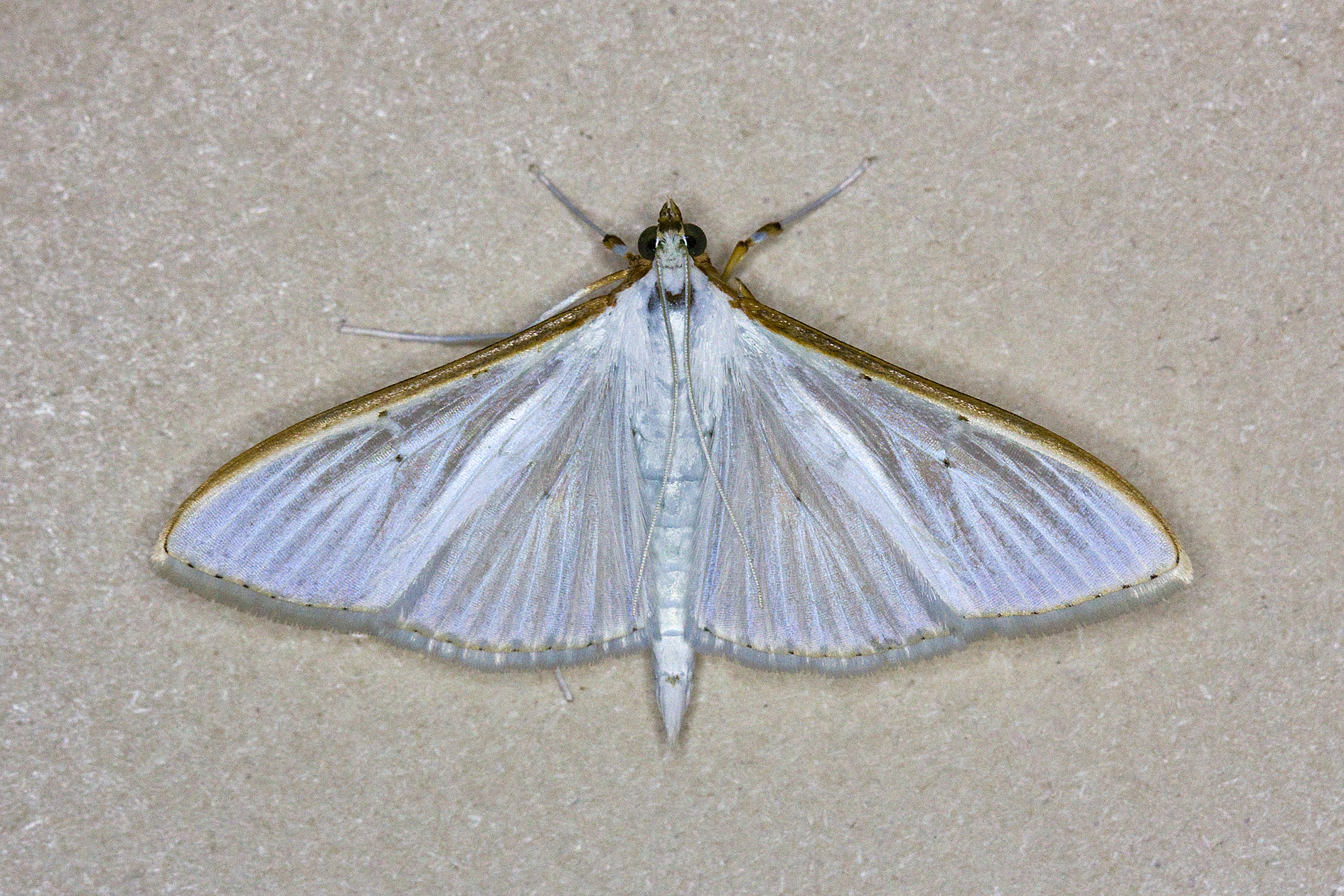 Martin's Sussex Birding Blog: Micro Moths