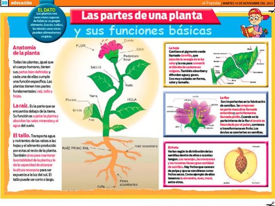 INFOGRAFÍA AREA CURRICULAR
