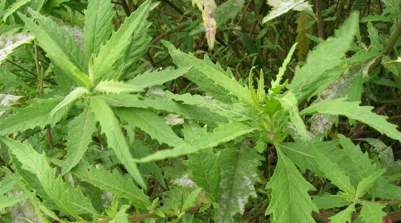 A sabedoria popular : As indicações do chá de erva santa maria mentruz