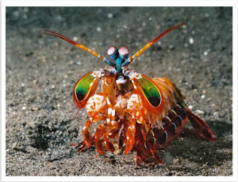 Animales Exoticos: LA MANTIS MARINA
