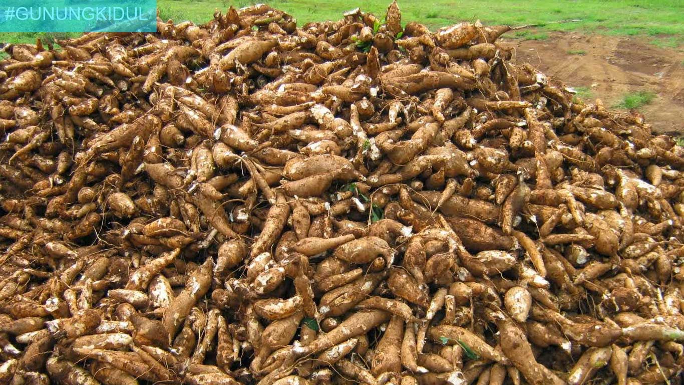 Cerita Pariwisata Yogyakarta: Gaplek Gunungkidul Merupakan Ciri Khas ...