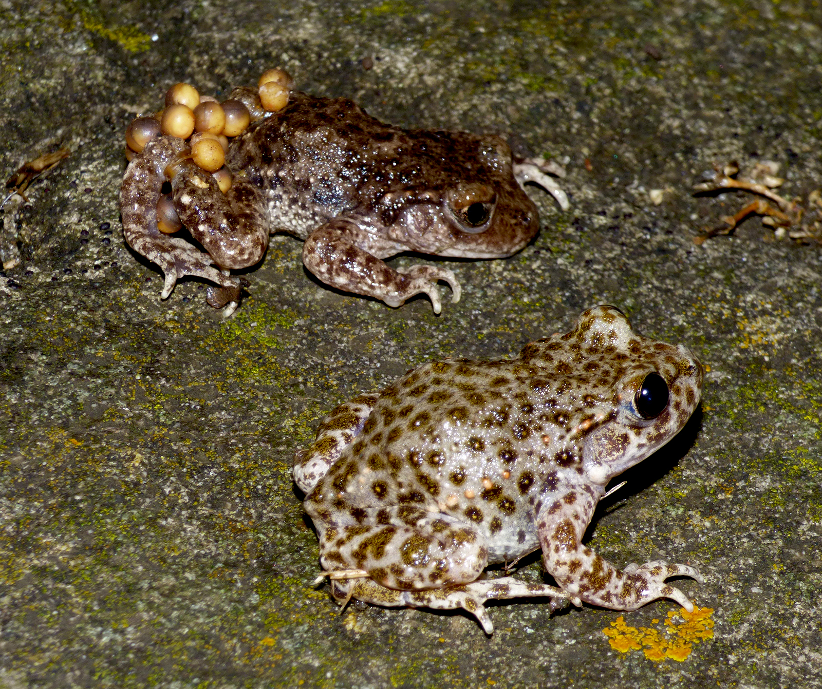 Salida nocturna por el Parque de la Vaca en Santander