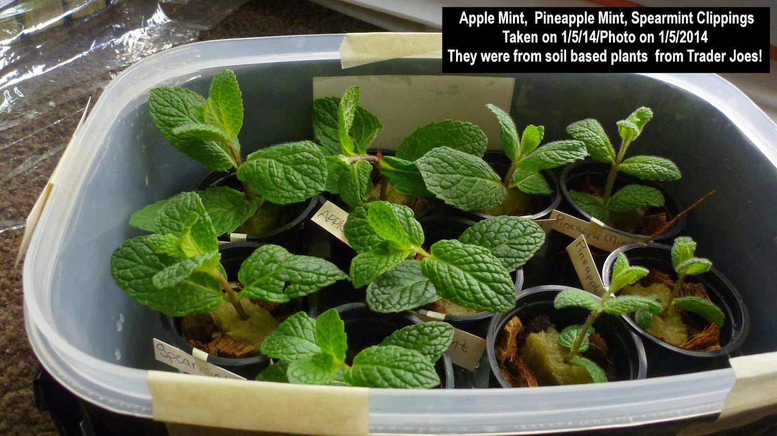Phoenix Hydroponics Journal 2: THE MINT PROJECT