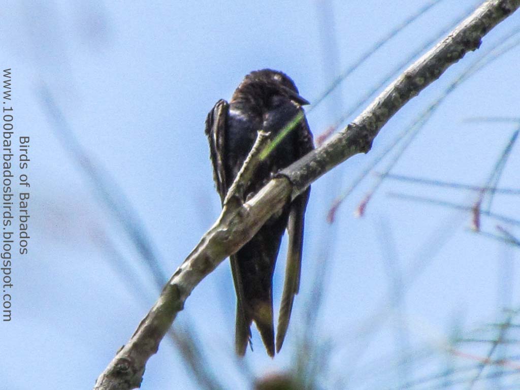 Birds of Barbados: Cuban Martin - Mega-rare