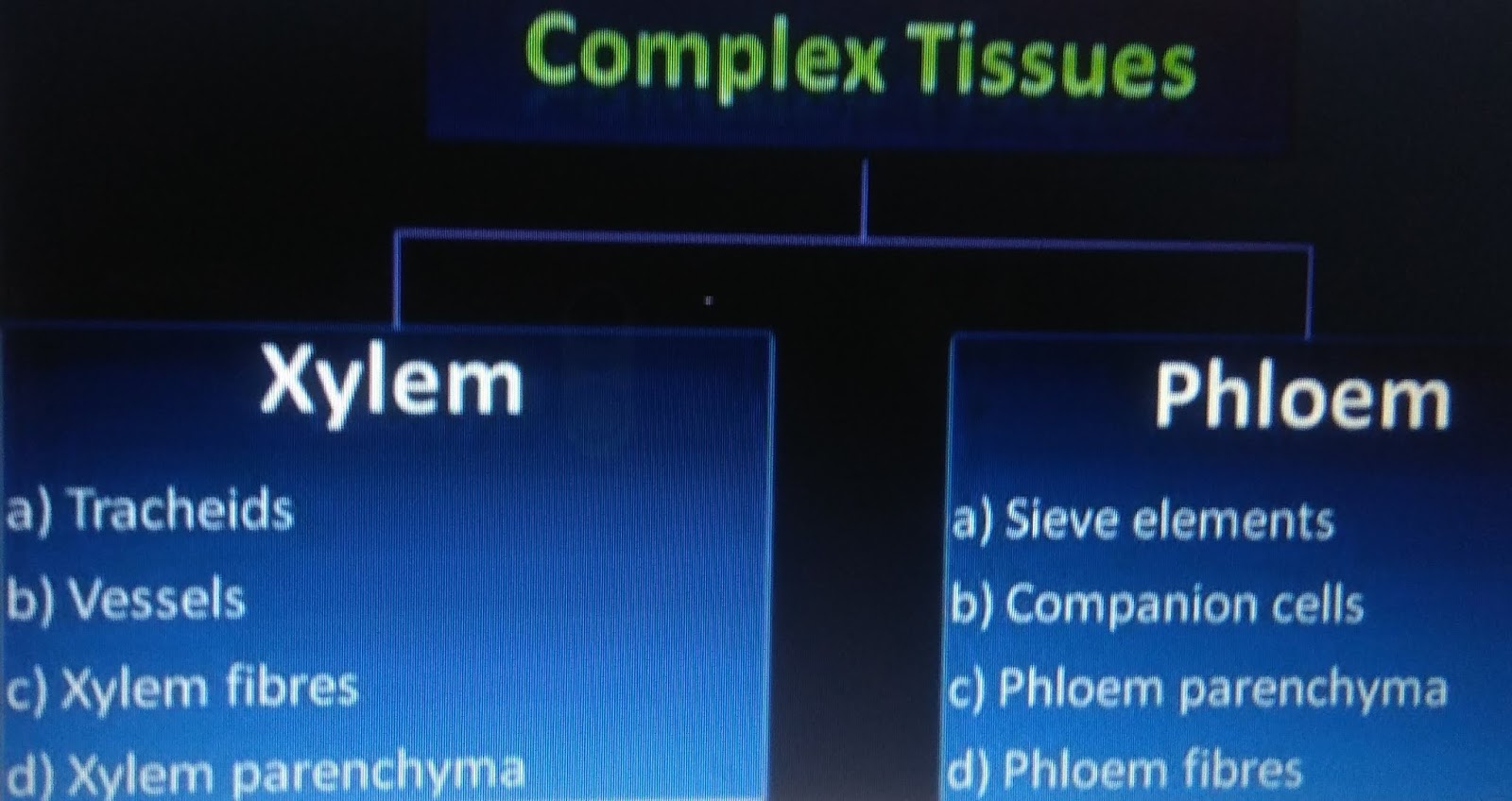 Differences between xylem and phloem