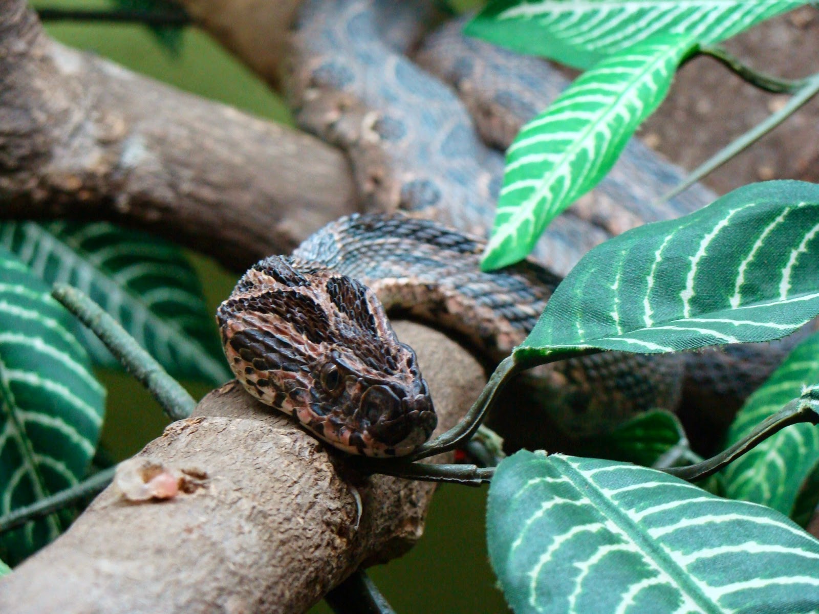 SERPIENTES DE TODO EL MUNDO: VÍBORAS
