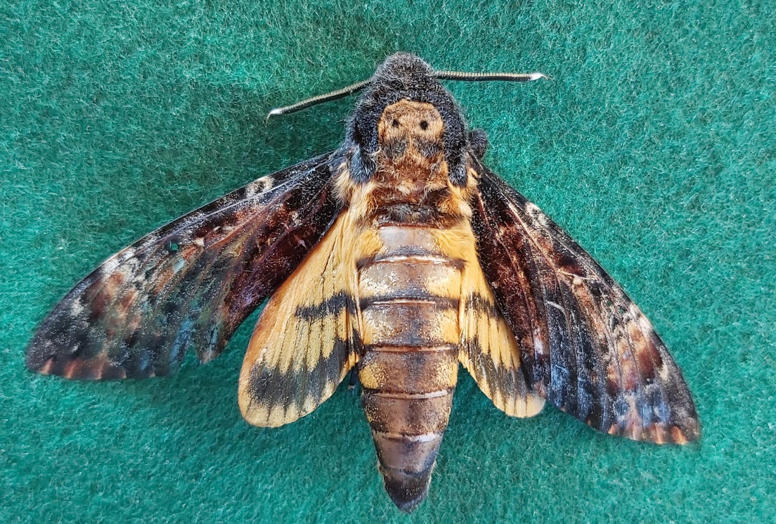Arroba de los Montes: LA POLILLA ESFINGE CALAVERA (Acherontia atropos ...
