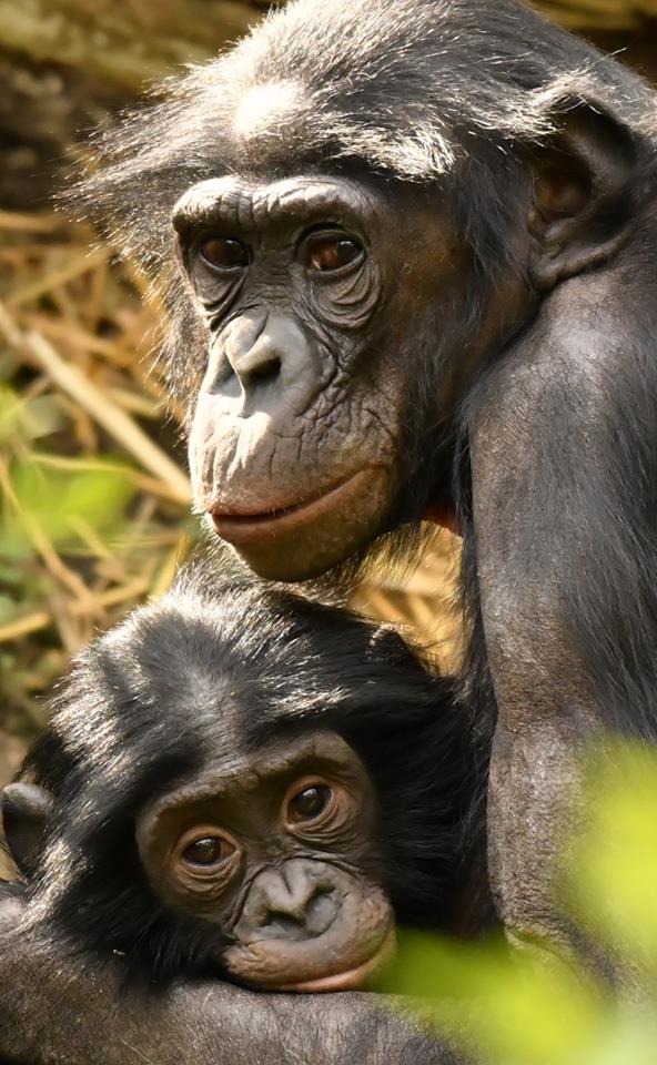 GRANDES SIMIOS PATRIMONIOS VIVOS DE LA HUMANIDAD: PROYECTO GRAN SIMIO ...