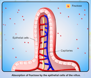 Movement across Plasma Membrane: Subtopic 2