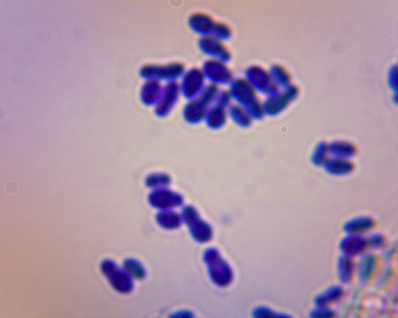 Veterinaria y el microscopio: Malassezia Spp.