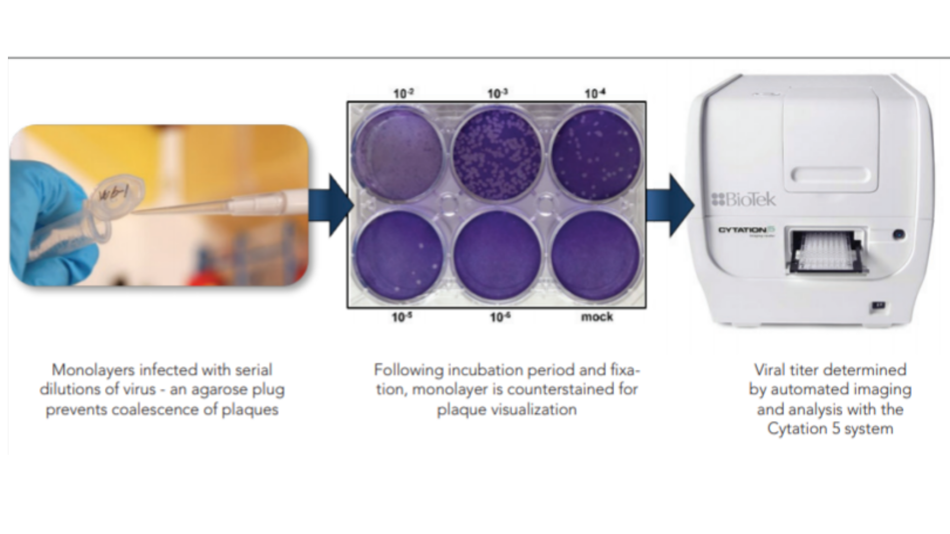 Automated Viral Plaque Assay Workflow Cell Imaging Multi-Mode Reader ...