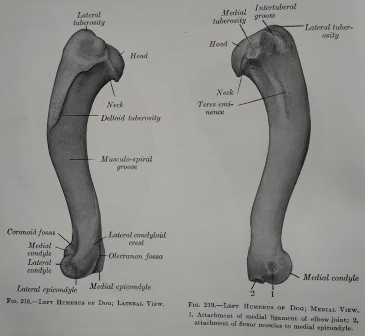 Humerus | Gross Anatomy | Anjani Mishra