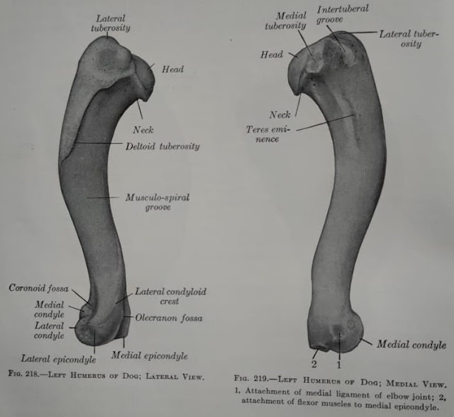 Humerus | Gross Anatomy | Anjani Mishra